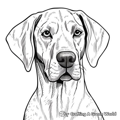 German Shorthaired Pointer Coloring Pages Free And Printable