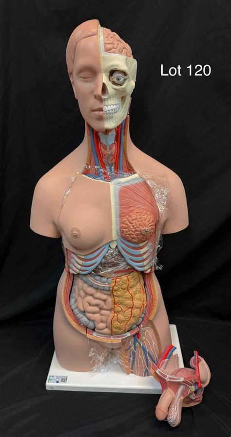 At Auction 3b Scientific B32 Deluxe Dual Sex Human Torso Anatomy Model