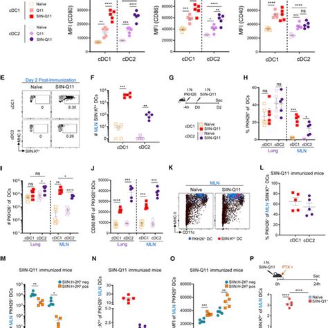 Siinfekl Presenting Cdc1 And Cdc2 Dcs In Draining Mln Are Migratory Download Scientific Diagram