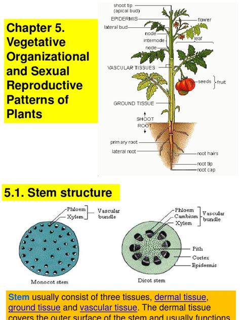 Vegetative Organizational And Sexual Reproductive Patterns Of Plants Pdf Plant Stem Botany