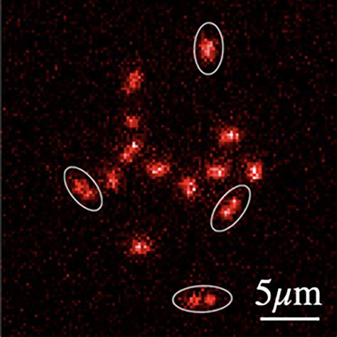 MIT Researchers Successfully Capture First Images Of Free Range Atoms The Tiny Building