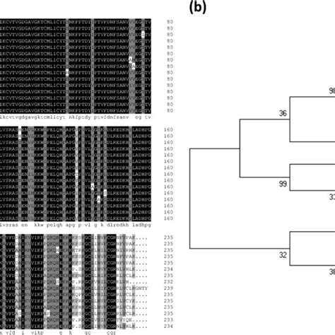 Homologous Sequence Alignment And Molecular Phylogenetic Analysis Of