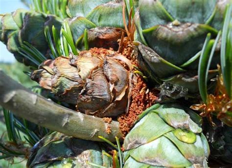 Fir Coneworm College Of Agricultural Sciences