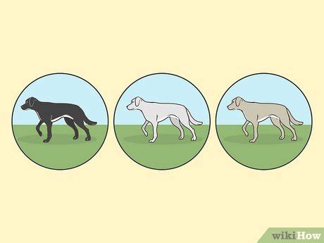 3 Ways To Identify A Lab Pointer WikiHow Life