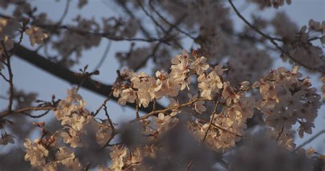 Shadow Cherry Blossom In Spring Daytime 44782685 Stock Video At Vecteezy
