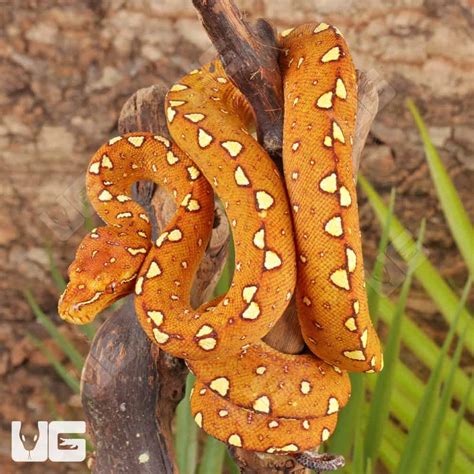 Yearling Biak Green Tree Python Morelia Viridis For Sale Underground Reptiles