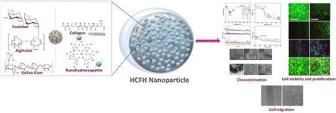 纳米羟基磷灰石 胶原负载岩藻依聚糖基复合水凝胶的合成，用于药物向胃肠癌细胞的递送 Colloids And Surfaces B Biointerfaces X Mol