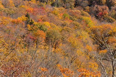블루 리지 파크웨이 북쪽 입구 사진 Unsplash에서 무료 이미지 다운로드