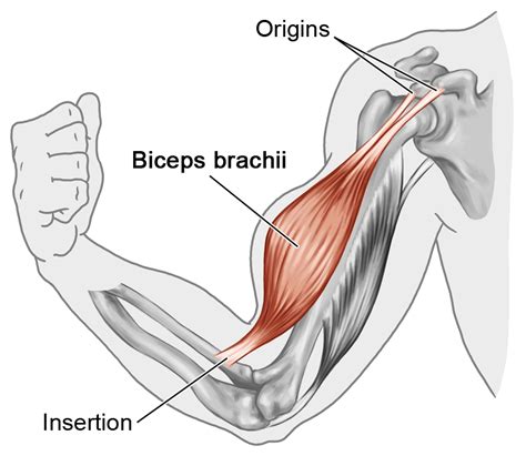 Biceps Brachii Muscle Shape Triceps Brachii Muscle Attachments
