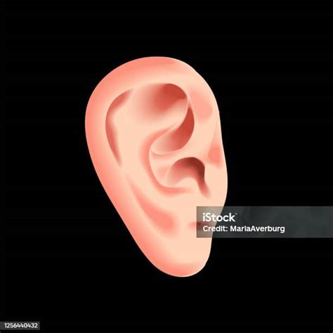 검은 색 사진 사실적 벡터 일러스트레이션에 고립 된 인간의 귀 3차원 형태에 대한 스톡 벡터 아트 및 기타 이미지 3차원 형태 감각 지각 건강관리와 의술 Istock
