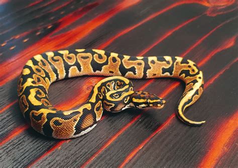 Spotnose Poss Het Pied Ball Python By Thompsons Royal Reptiles Morphmarket