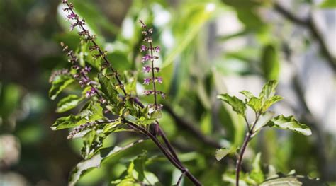 Ten Health Benefits Of Tulsi The Magical Herb Health News The