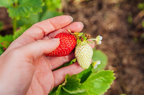 원예 및 농업 개념 정원에서 붉은 신선한 잘 익은 유기농 딸기를 수확하는 여성 농장 노동자 손 채식주의 자 가정에서 재배 한 식품 생산 필드에서 딸기를 따기 여자 건강한