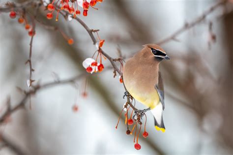 Waxwing Wallpapers Wallpaper Cave