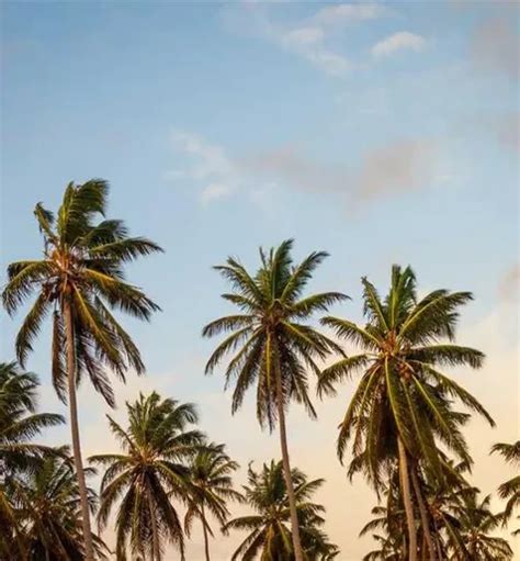 백옥주사 글루타치온 효과 가격 주기