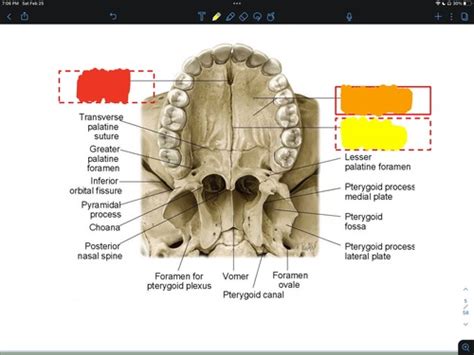 Occlusion Temporomandibular Joints Muscles Of Mastication Flashcards