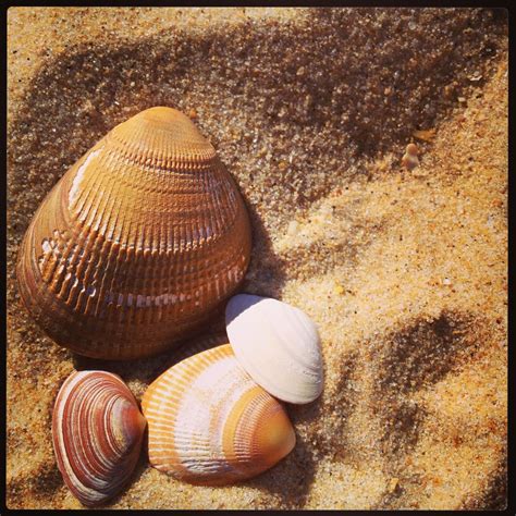 Coquillages Sur Sable Sea Shells Long The Beach Seashells Shells