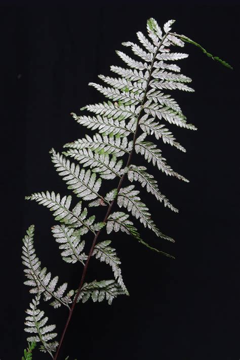 Pityrogramma Calomelanos L Link Plants Of The World Online Kew