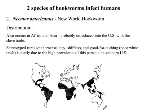 Hookworms Ppt
