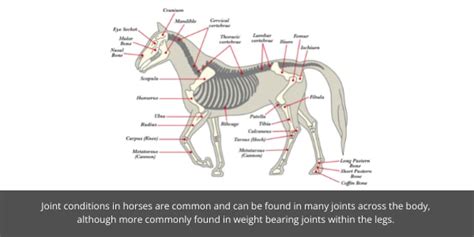Joint Conditions In Horses Symptoms Causes And Treatments Streamz