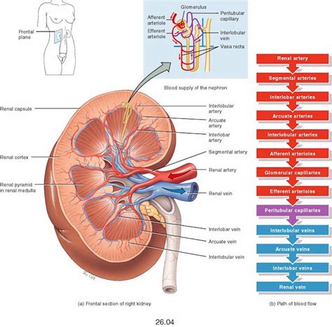Blood Leaves The Glomerulus Through A Blood Vessel Called The Molly