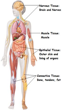 PHSL Ch Flashcards Quizlet PHSL Ch Flashcards Quizlet