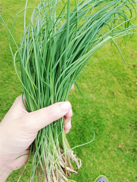 허브 차이브김치 쪽파 같으면서도 부추같은 차이브 먹기