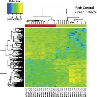 Two Way Hierarchical Cluster Analysis HCA On FDR Significant Features