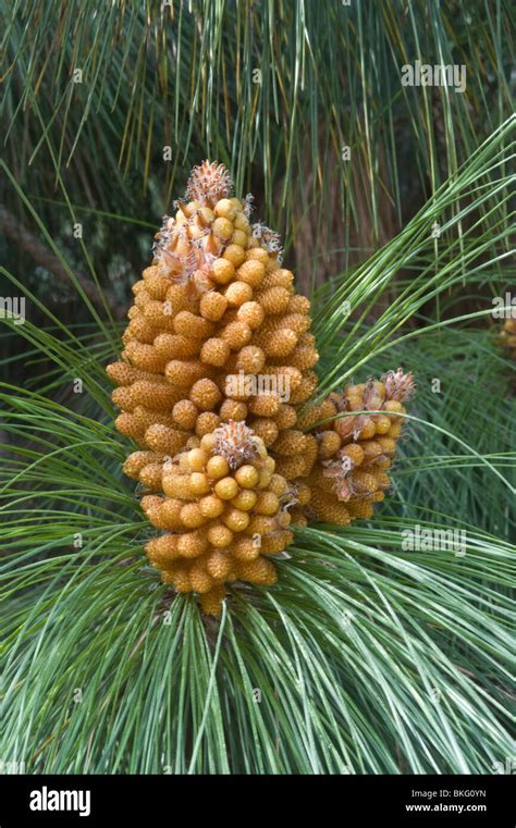 Pinus Canariensis