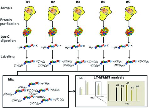 Schemes Of The Five Plex Isotope Dimethyl Labeling Method Download Scientific Diagram