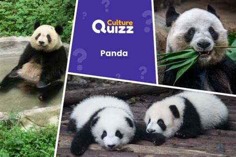Quiz Spécial Sur Les Pandas Animaux Niveau Facile Culture Quizz