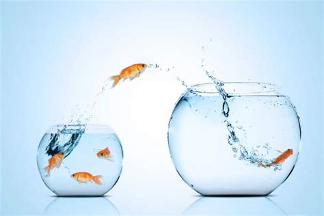 Why Do Fish Jump Out Of Lake Water At Louise Mcmakin Blog