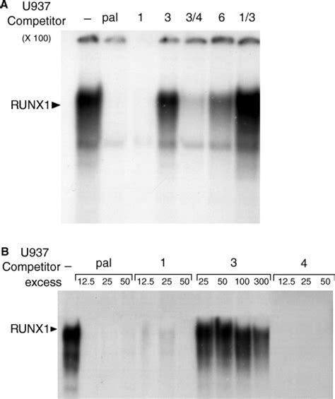 A Runxaml‐binding Motif Residing In A Novel 13‐bp Dna Palindrome May
