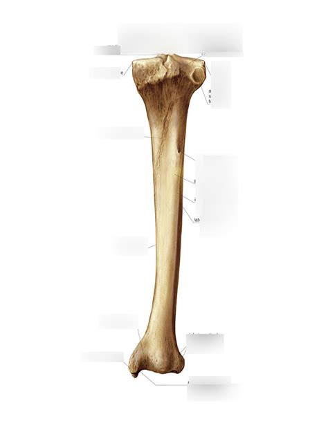 Right Tibia Posterior View Diagram Quizlet