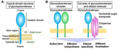 Glycoword Glycoforum