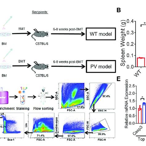 The Expression Difference Of Pv Hub Genes In Pv Mice Model A The