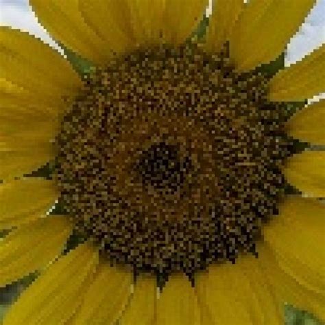 Different Classification Classification Dataset And Pre Trained Model