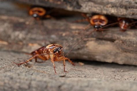 Sponsored Love Cockroach Exterminator Services Essential For Health