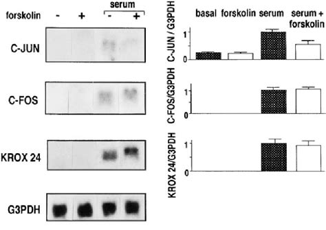 Effect Of Forskolin On The Induction Of C Jun C Fos Or Krox 24 Mrnas