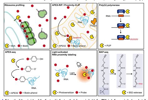 Figure 1 From Mapping Subcellular Rna Localization With Proximity