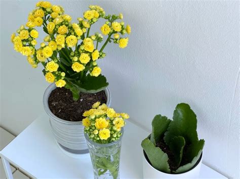 칼란디바 키우기 퀸로즈 꽃말 물주기 가지치기 잎꽂이 삽목 방법 네이버 블로그