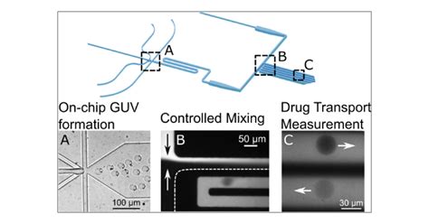An Integrated Microfluidic Platform For Quantifying Drug Permeation