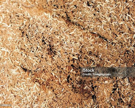 쌀겨 재 코코넛 코이어 섬유 퇴비 혼합물 종자 재배 시작 배지 지속 가능한 토양 개량 배수 수분 식물 통기 제거의 클로즈업 선택적 초점 화분 믹스 0명에 대한 스톡 사진 및