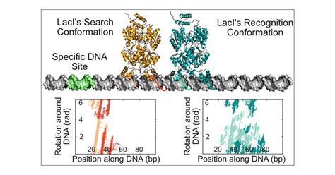 Conformational Change Of Transcription Factors From Search To Specific Binding A Lac Repressor