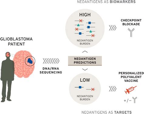 Applied Cancer Immunogenomics Leveraging Neoantigen Discovery In Glioblastoma Pmc