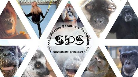 Suncoast Primate Sanctuary 2025 All You Should Know Before You Go