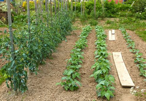 alignment of rows of different vegetables in a vegetable garden stock