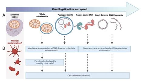 Mitochondria Are The Source Of All Steroid Hormones Including The