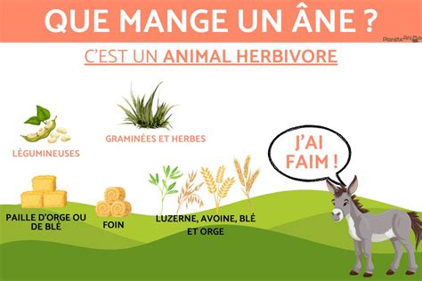 Que Mange Un Ne Guide Compl Te Sur L Alimentation D Un Ne