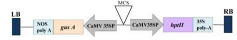 Schematic Representation Of The T Dna Region Of Plasmid Pcambia1301 Download Scientific Diagram